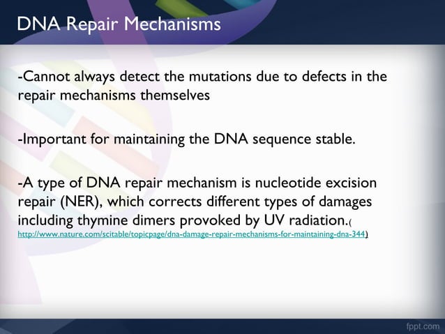 DNA Damage Caused by Ultraviolet Radiation | PPT