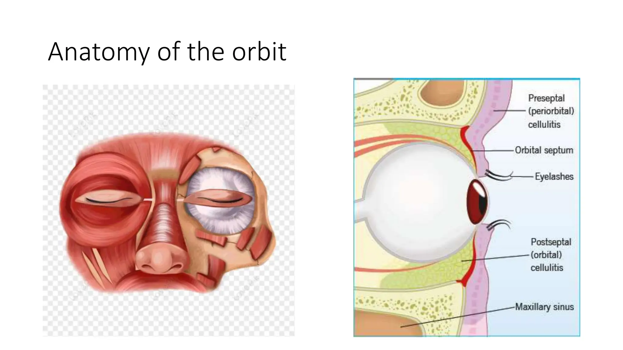 12-Ocular emergencies and common eye disorders.pptx