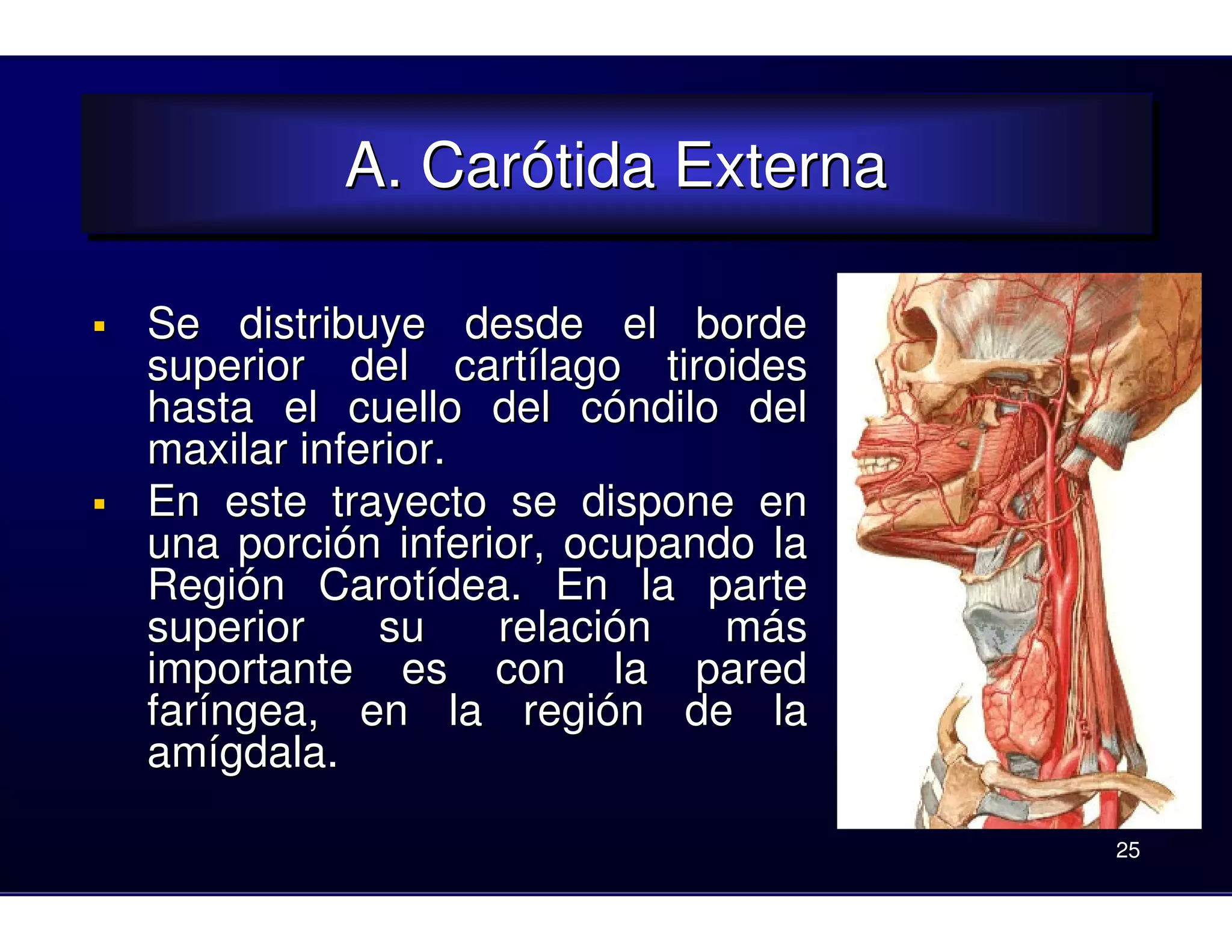 12. parotida-carótida-venas del cuello | PPT