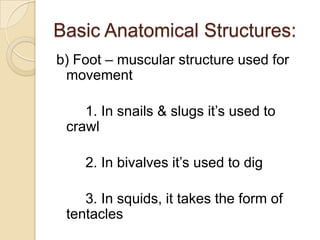 12. Phylum Mollusca Notes | PPT
