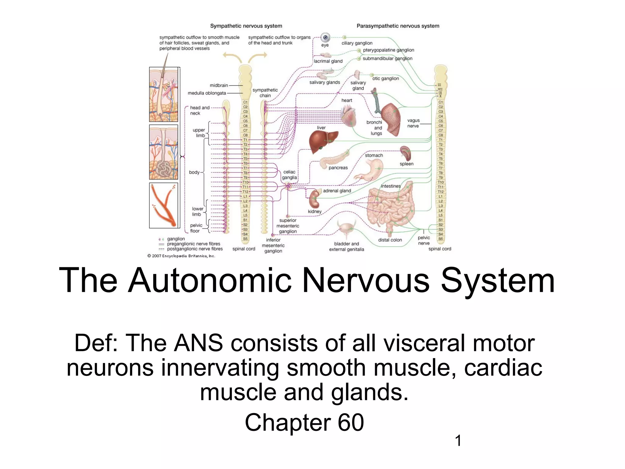 12 the autonomic nervous system | PPT