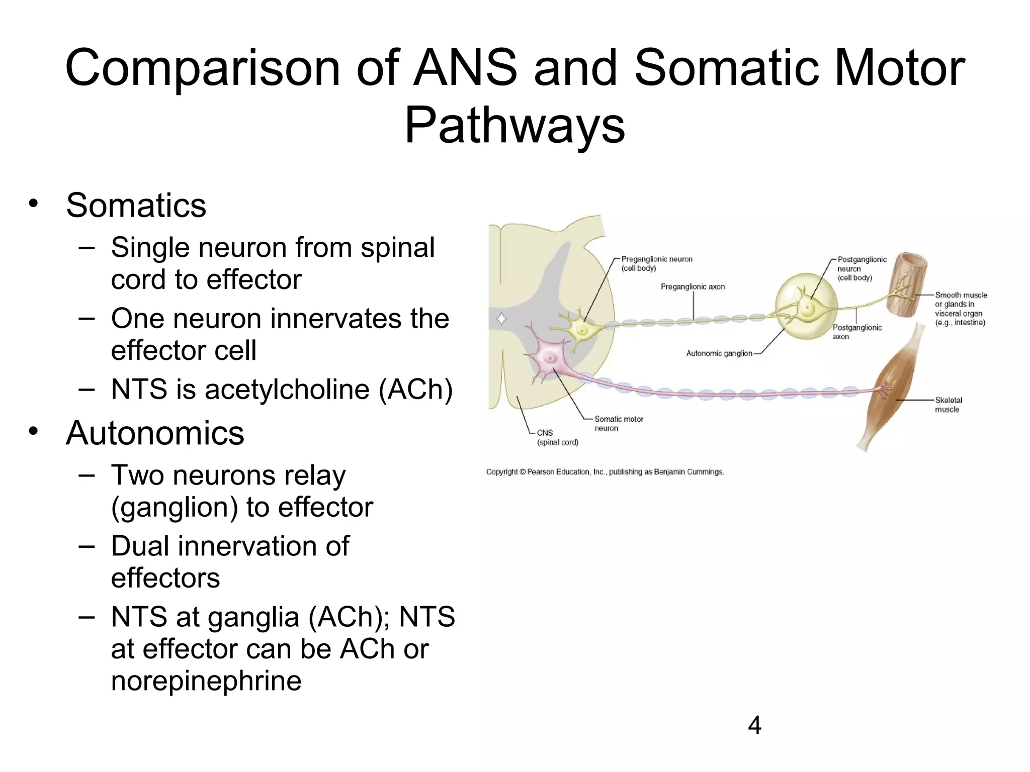 12 the autonomic nervous system | PPT