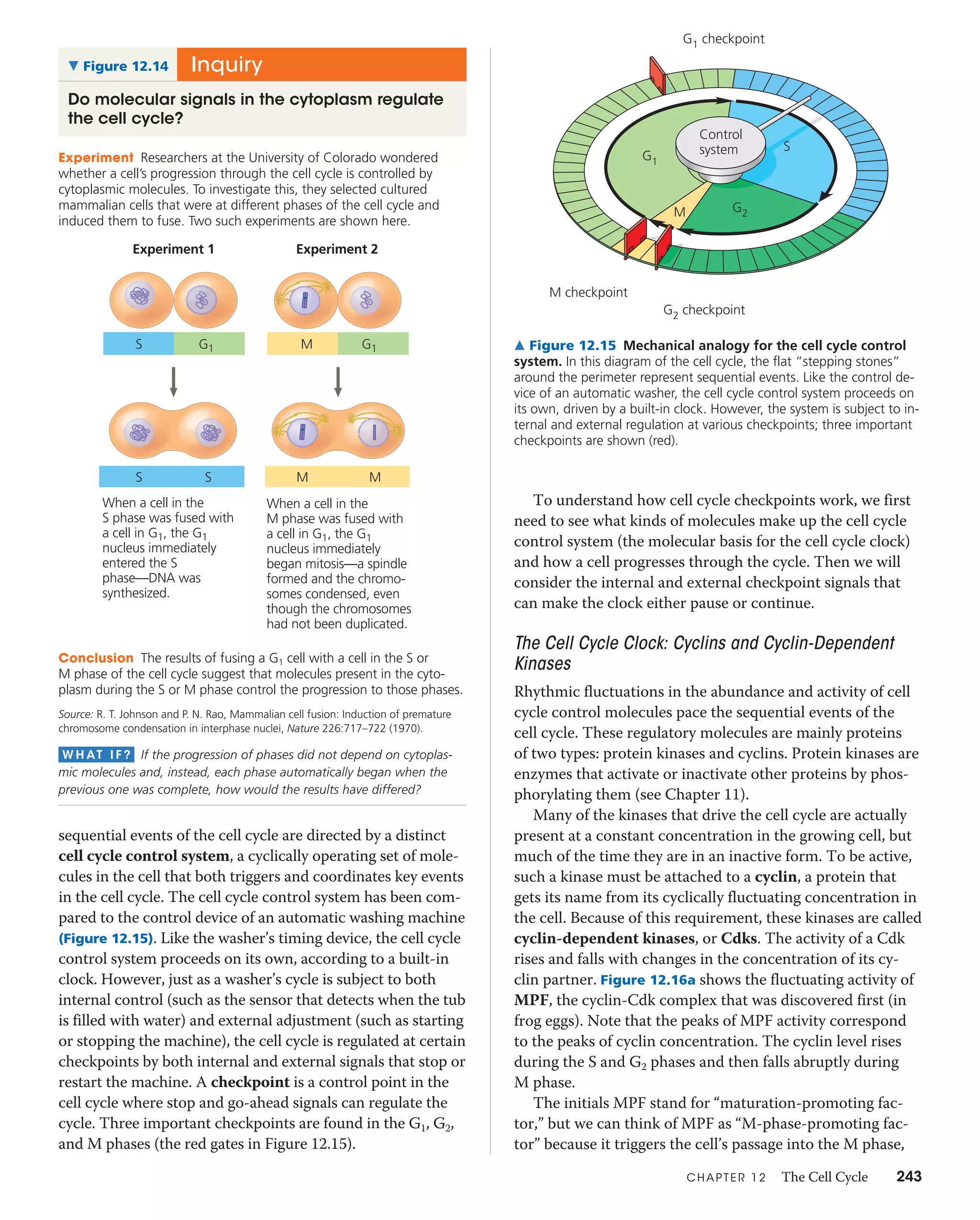 12 the cell cycle | PDF