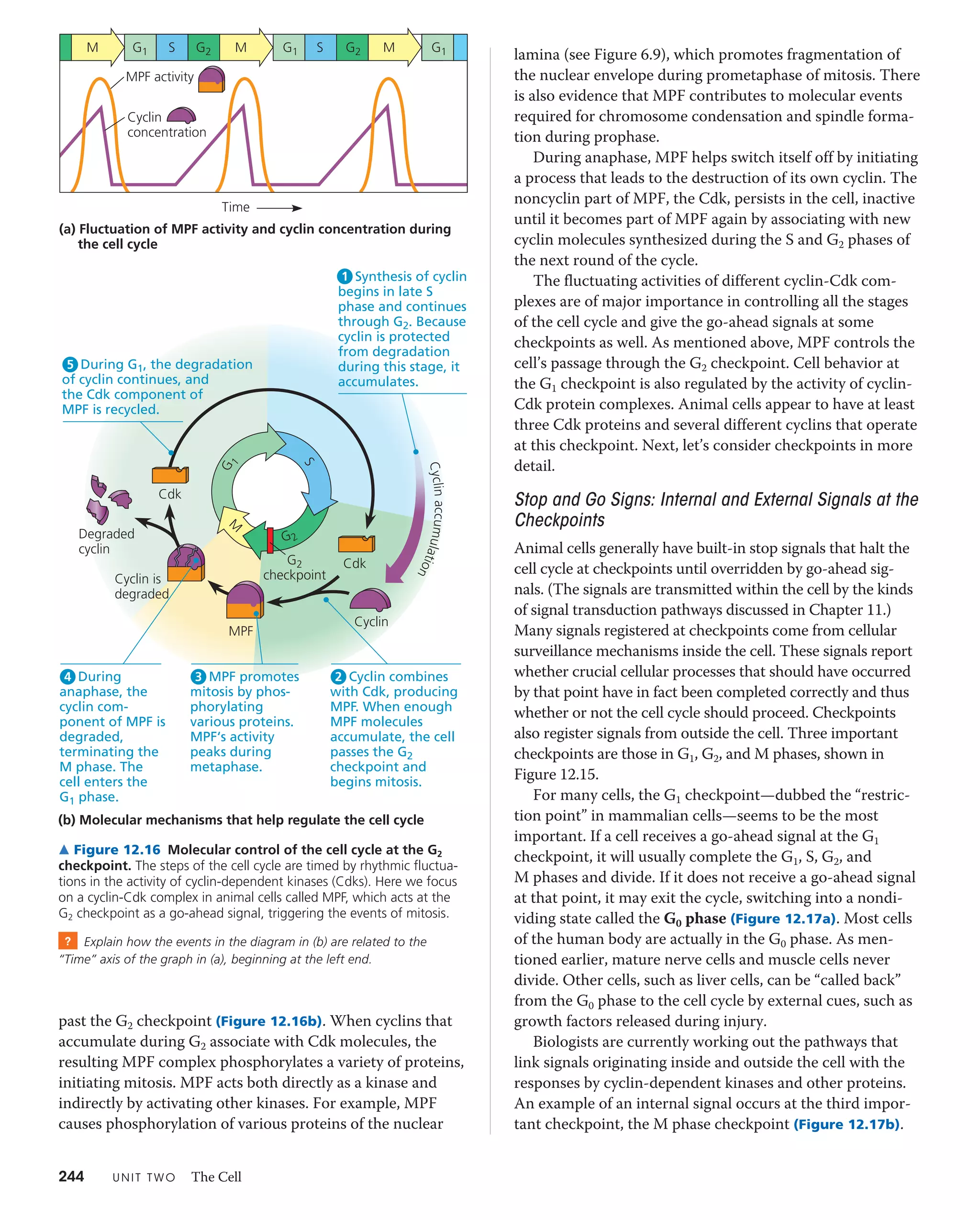 12 the cell cycle | PDF