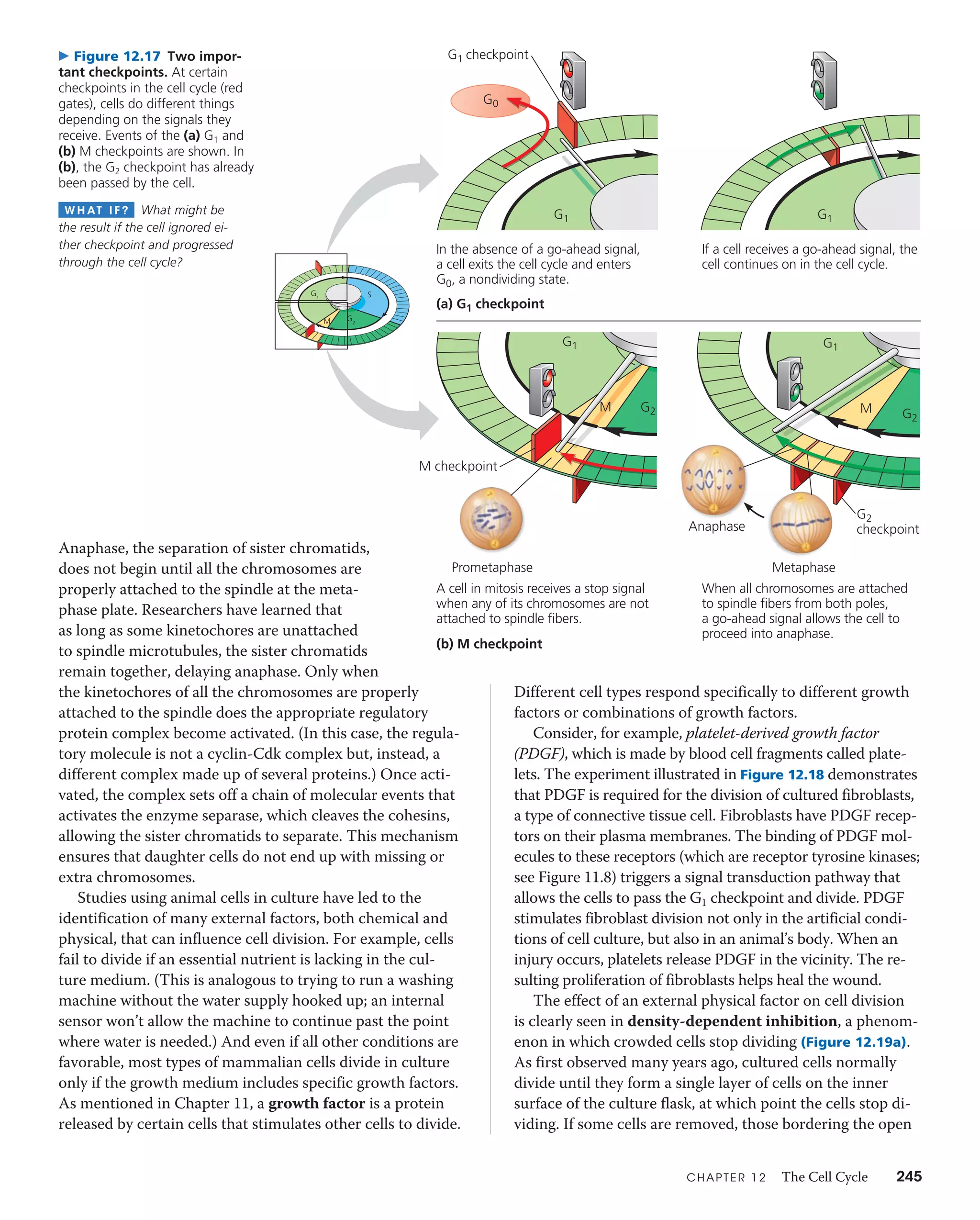 12 the cell cycle | PDF