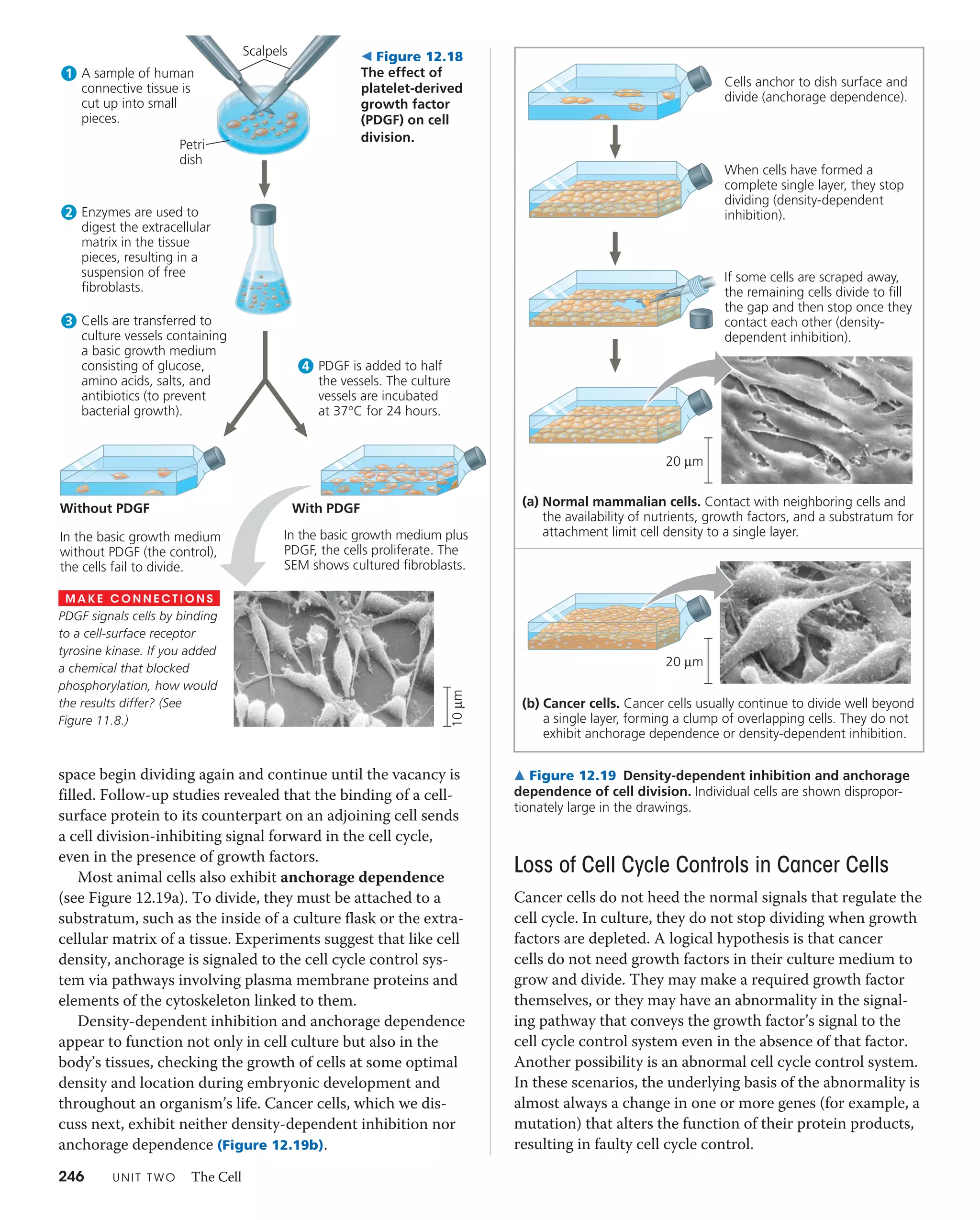 12 the cell cycle | PDF