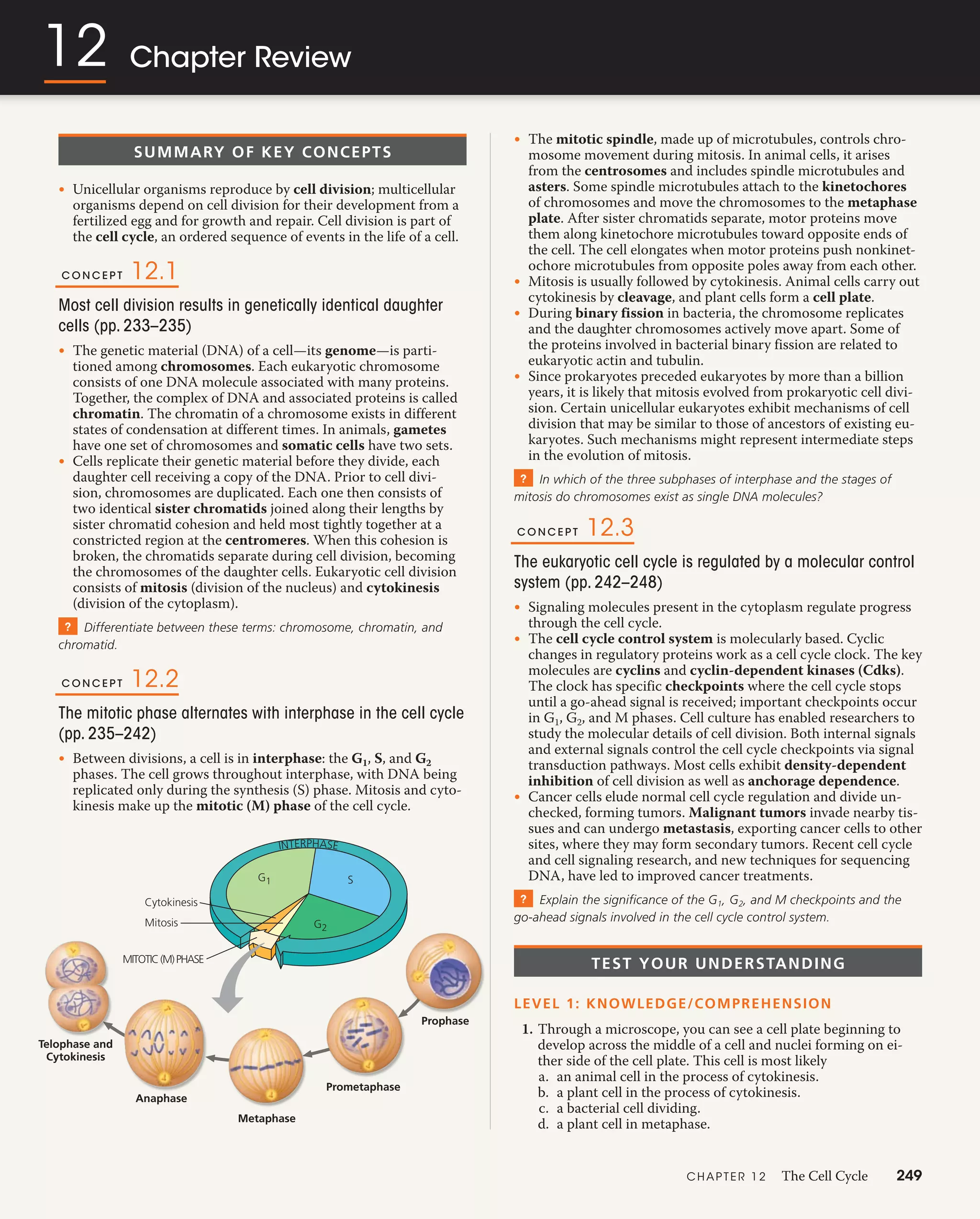 12 the cell cycle | PDF