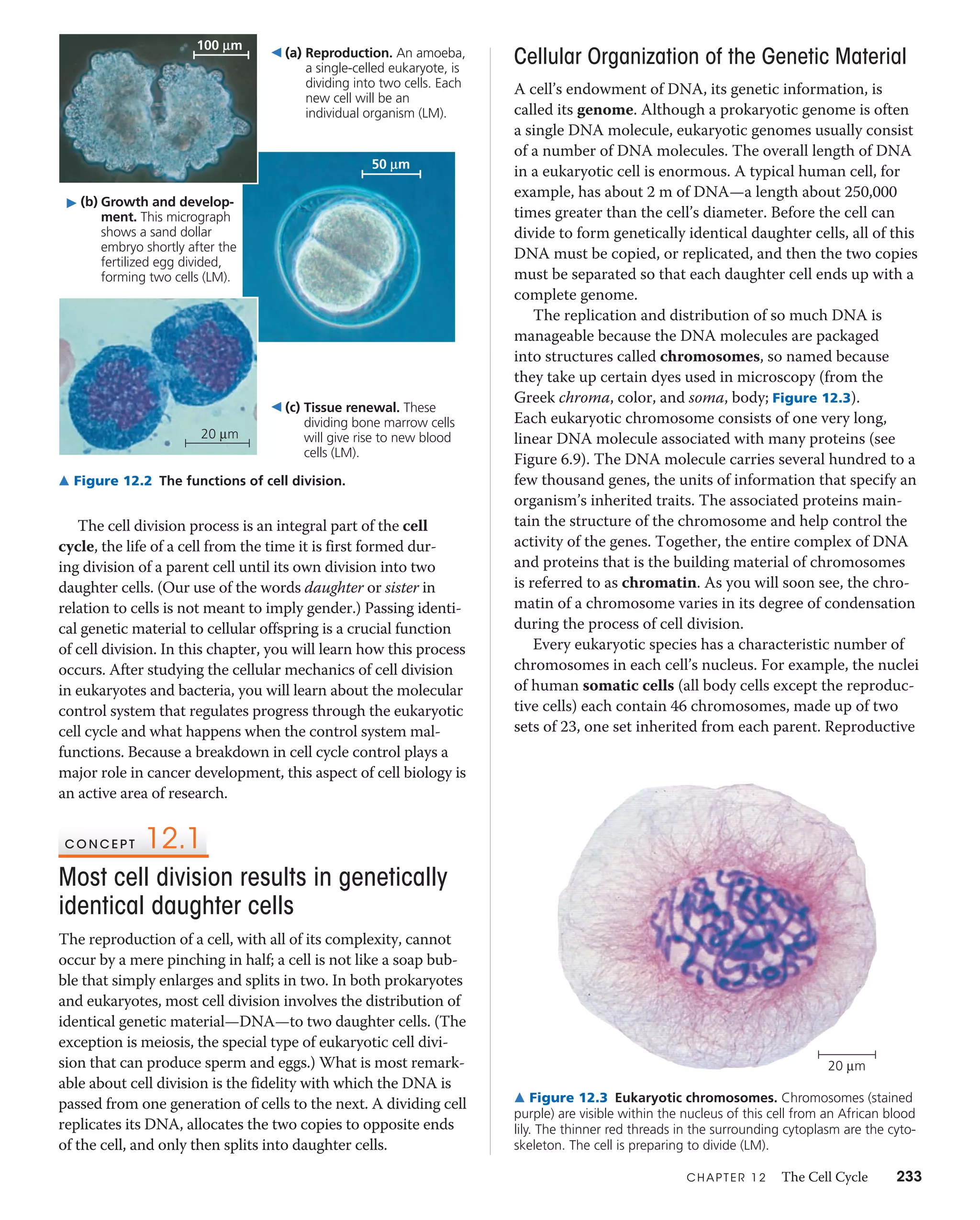 12 the cell cycle | PDF