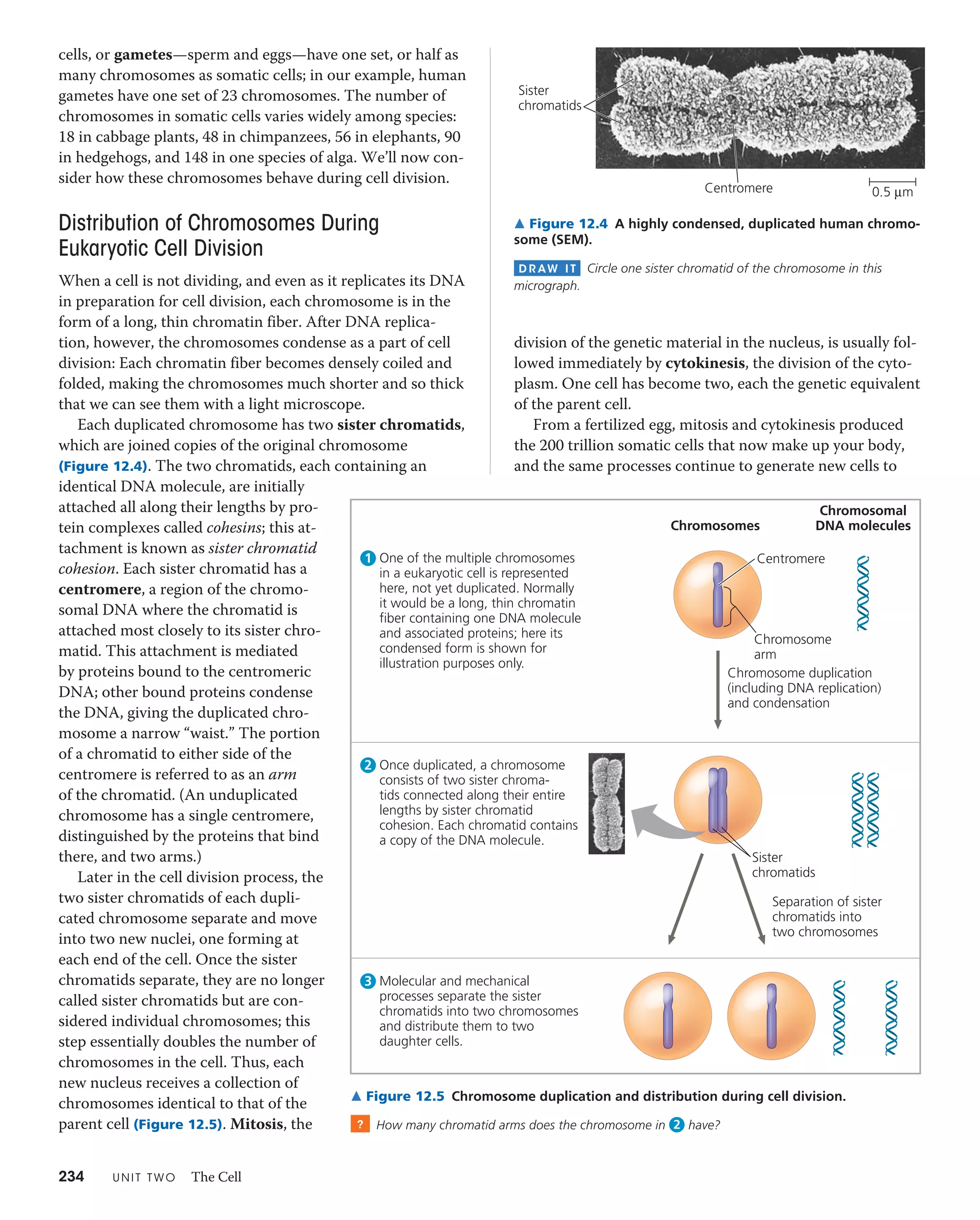 12 the cell cycle | PDF
