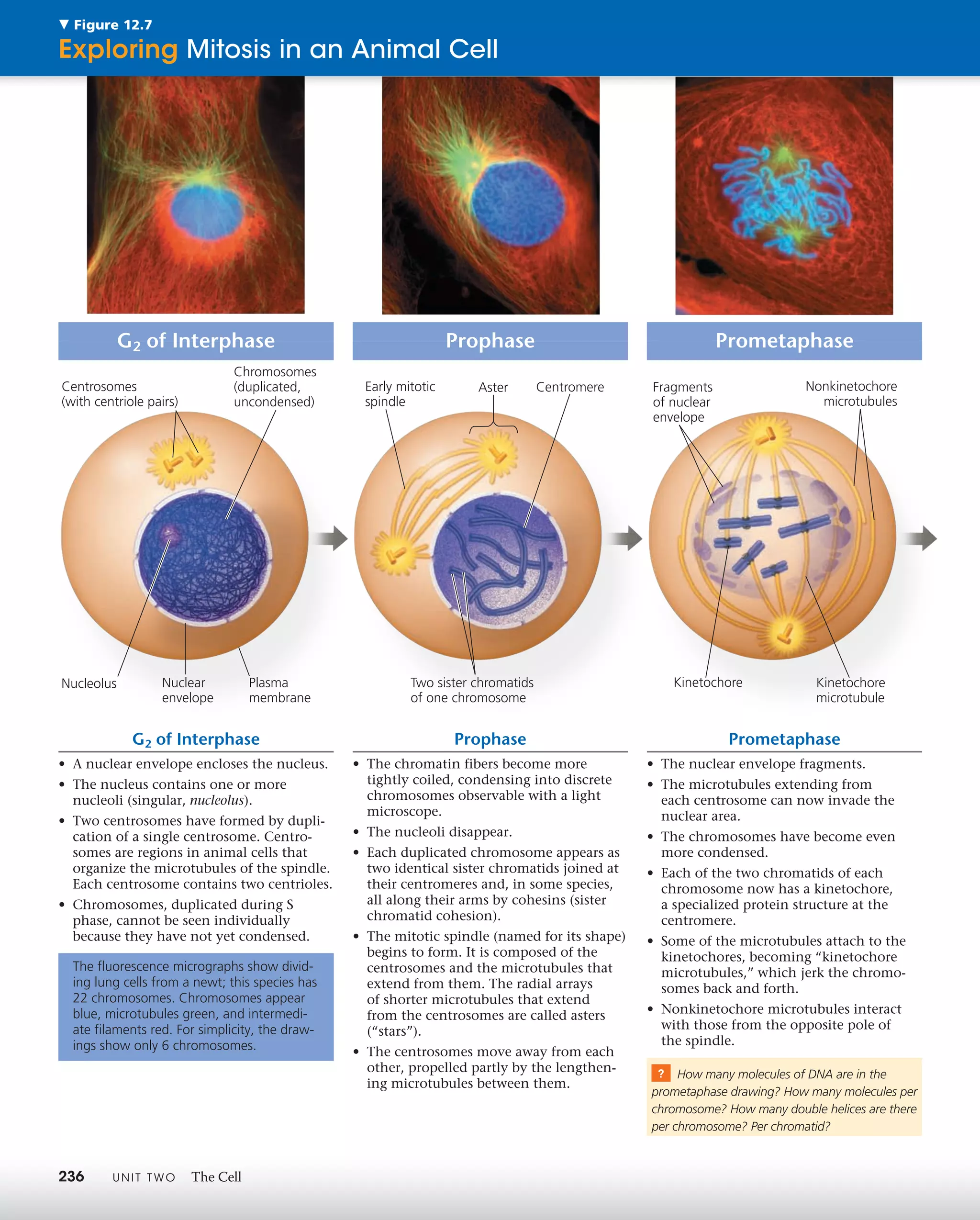 12 the cell cycle | PDF
