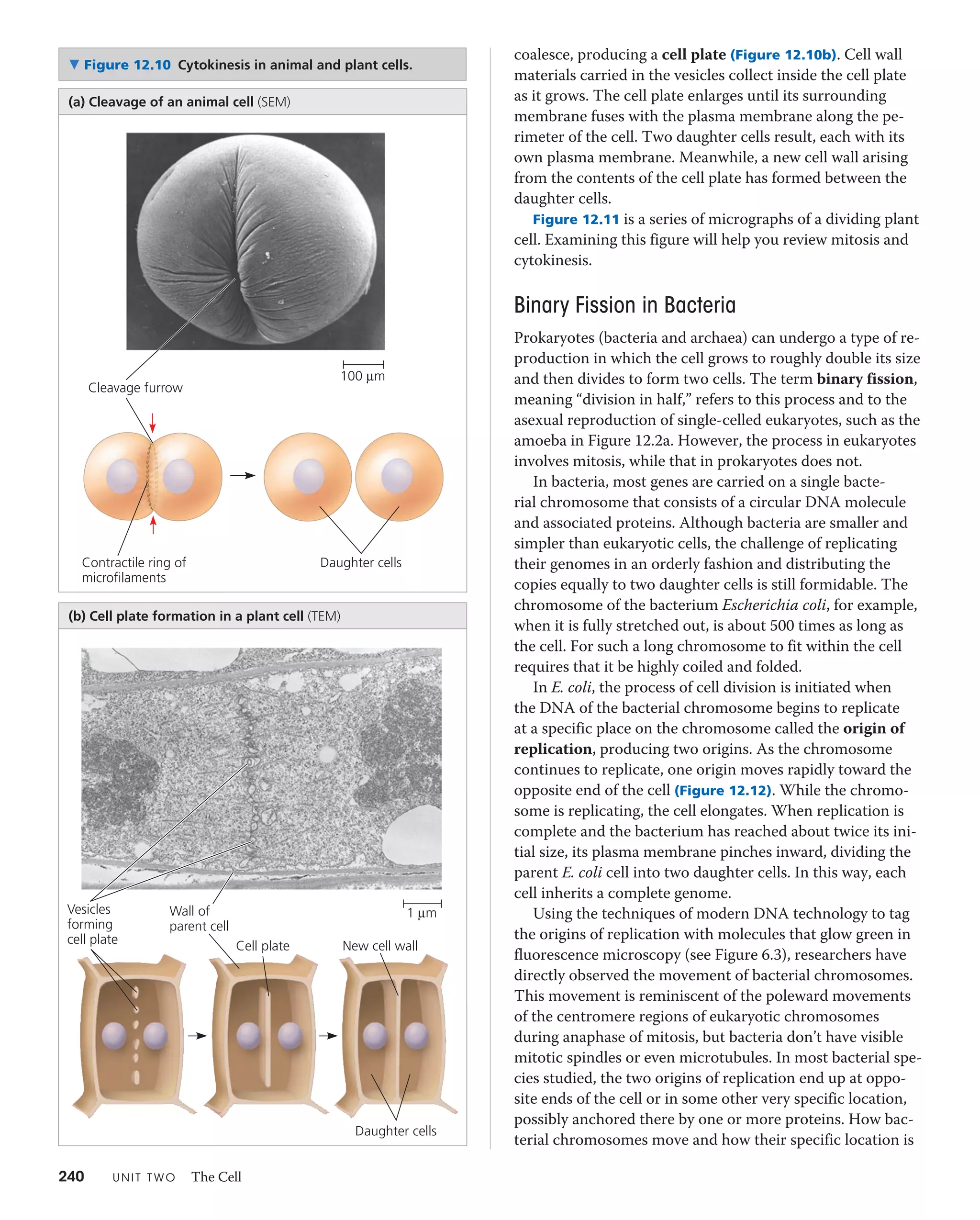 12 the cell cycle | PDF
