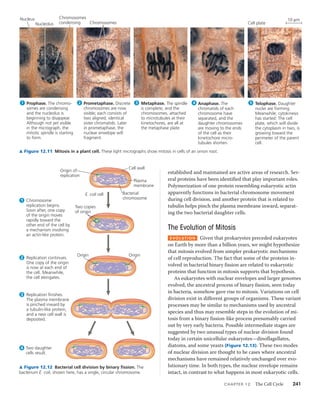 12 the cell cycle | PDF