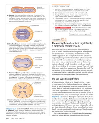 Mechanisms Underlying The Events Of Mitosis Masteringbiology