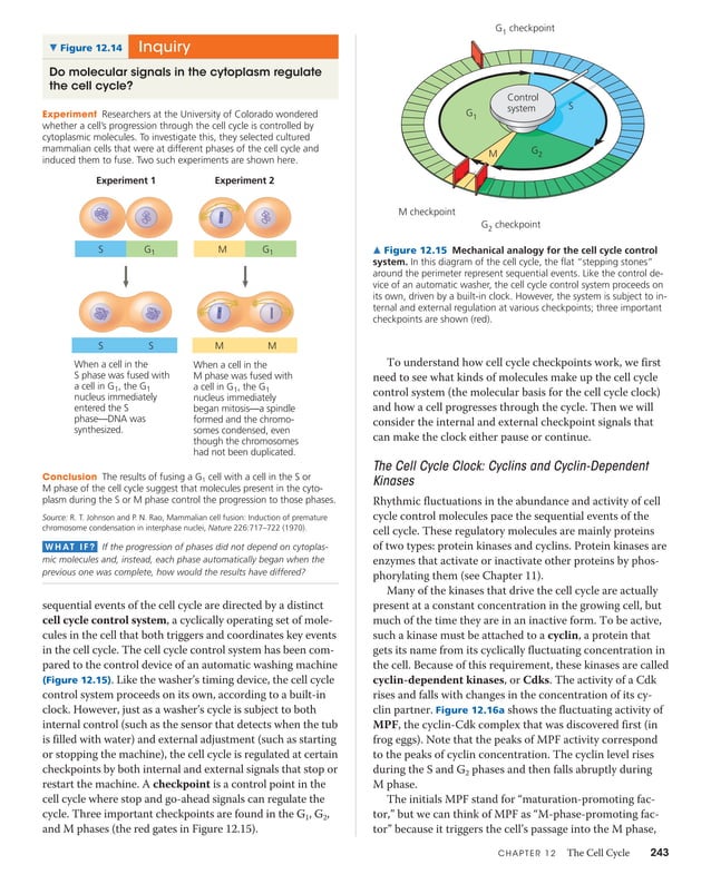 12 the cell cycle | PDF
