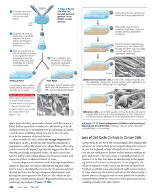 12 the cell cycle | PDF