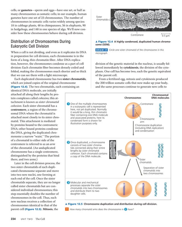 12 the cell cycle | PDF