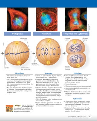 12 the cell cycle | PDF