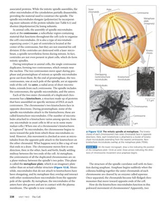 12 the cell cycle | PDF