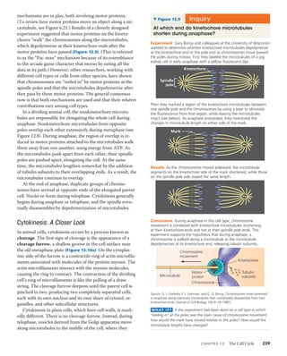 12 the cell cycle | PDF