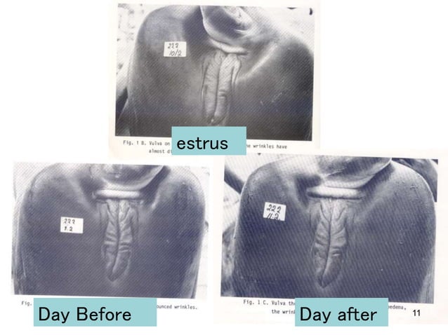 12 ther 608 estrous signs & methods of detection | PPT