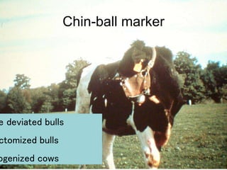 12 ther 608 estrous signs & methods of detection | PPT