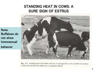 12 ther 608 estrous signs & methods of detection | PPT