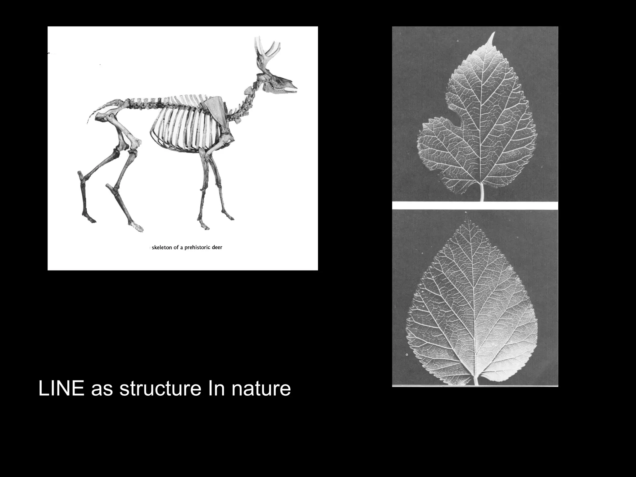 12 the visual elements -line | PPT
