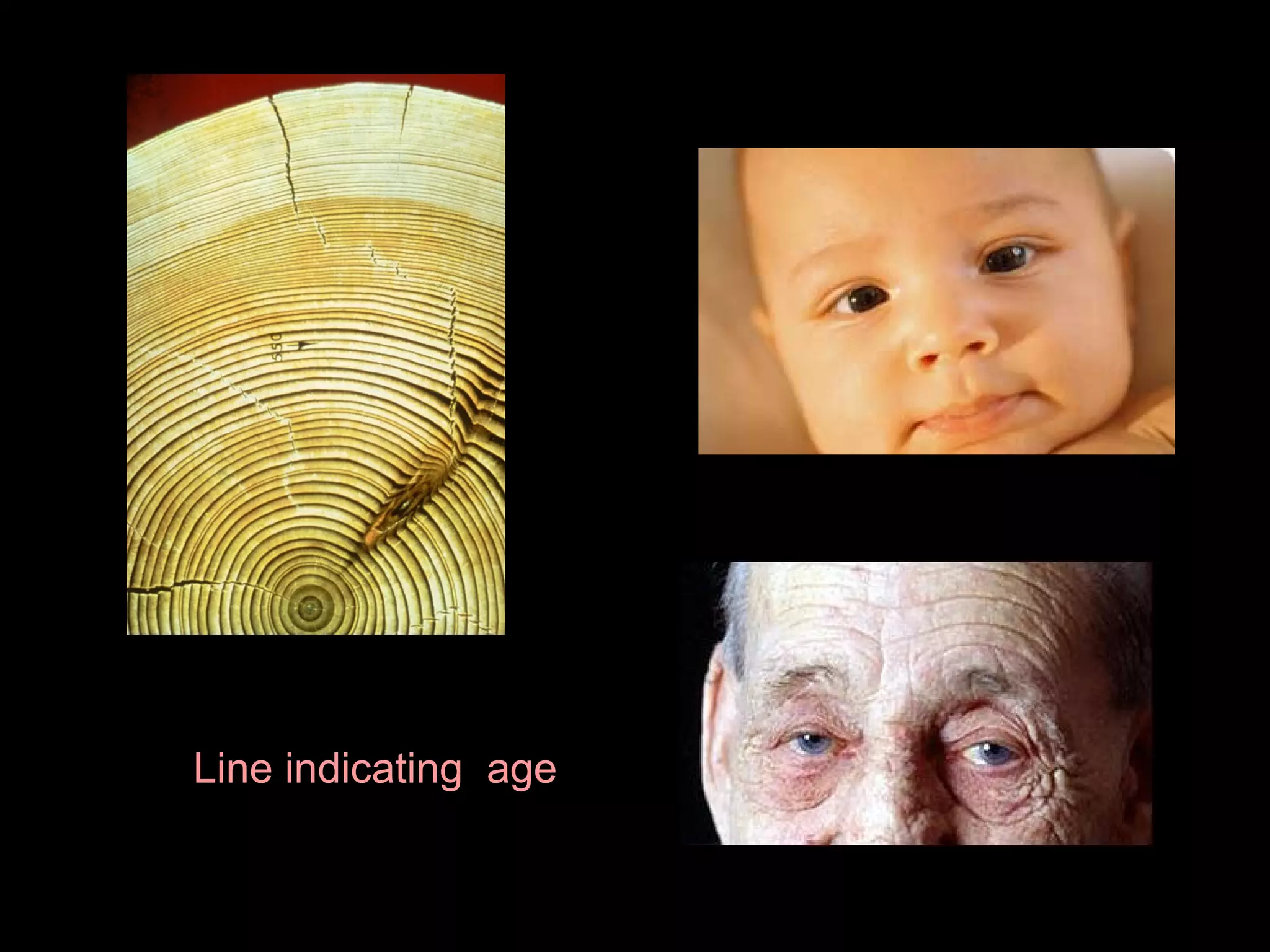 12 the visual elements -line | PPT