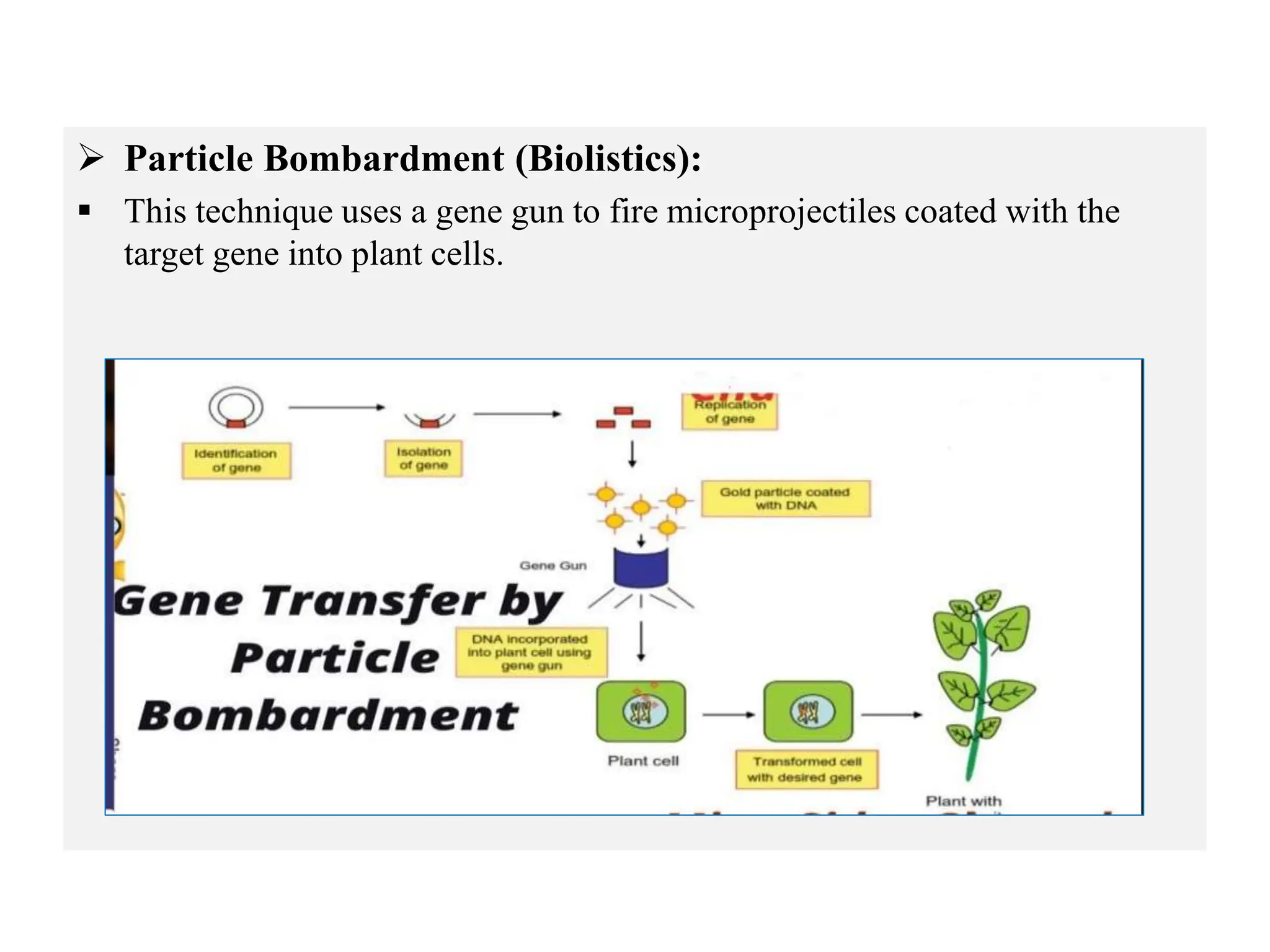 12-Transformation in Bacteria & Plant.pptx