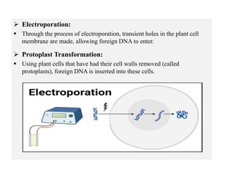 12-Transformation in Bacteria & Plant.pptx