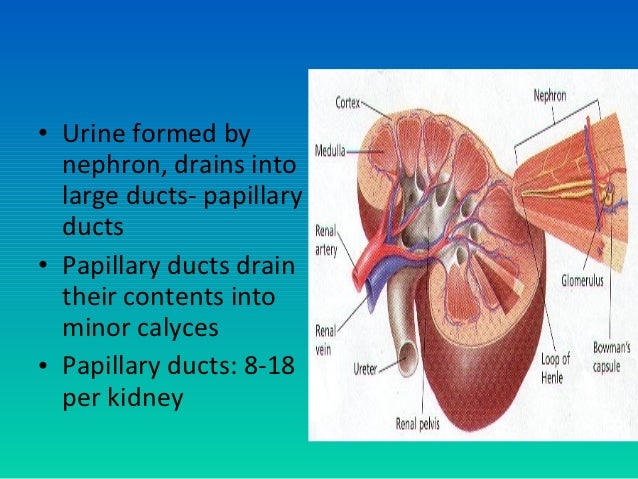 12. urinary system