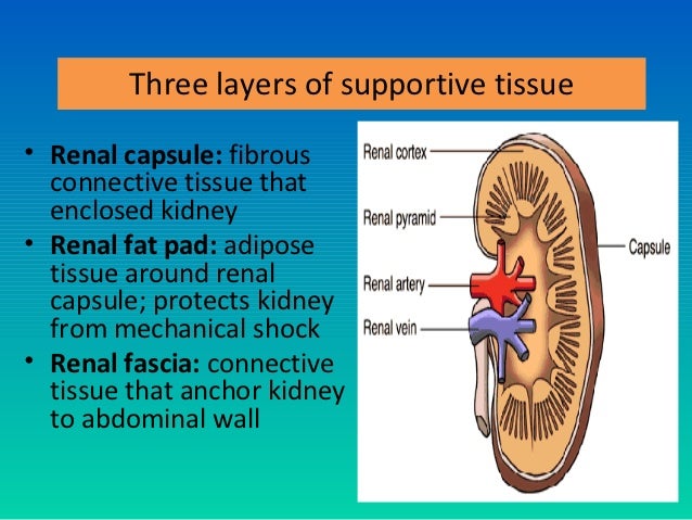 12. urinary system