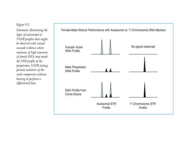 Y Chromosome & DNA Testing in Forensic Science.pptx