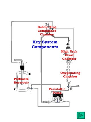 Langendorff System - 120102 | PPT | First Aid | Injuries