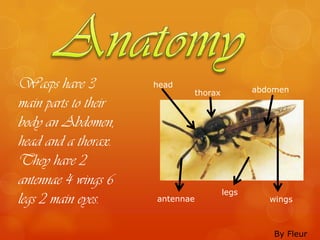 All About Wasps | PPTX