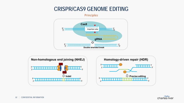 Target Validation / Biochemical and Cellular Assay Development | PDF