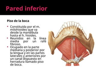 Anatomía de la cavidad oral y estructuras anexas | PPT