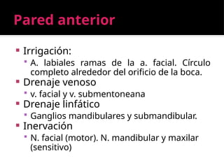 Anatomía de la cavidad oral y estructuras anexas | PPT
