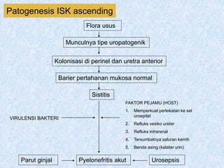 12047606asdasd5-Infeksi-Saluran-Kemih.ppt