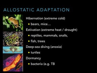 Stress Metabolism Adaptation & Critical Illness: Mervyn Singer | PPT