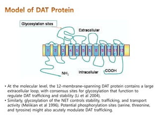 마더리스크라운드 - Dopamine transporter in ADHD & Alcohol intake | PDF