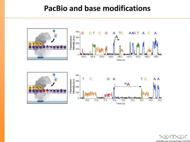 New High Throughput Sequencing Technologies At The Norwegian Sequencing