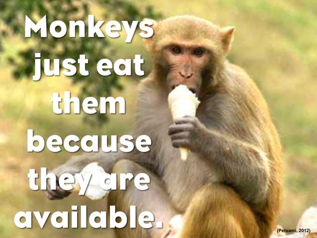 Monkey See Monkey Doo online | PDF