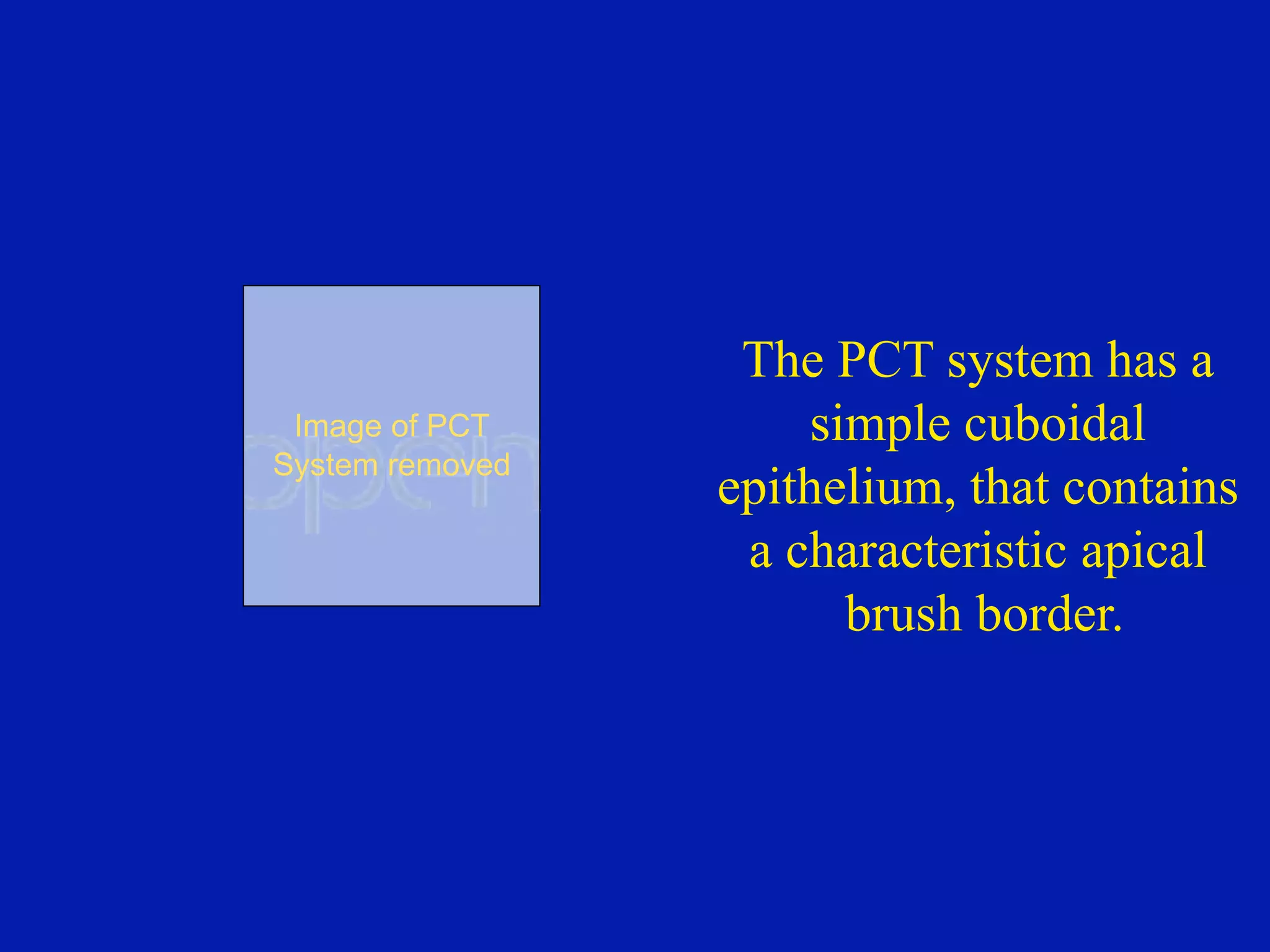 12.08.08: Histology of the Urinary Tract | PDF
