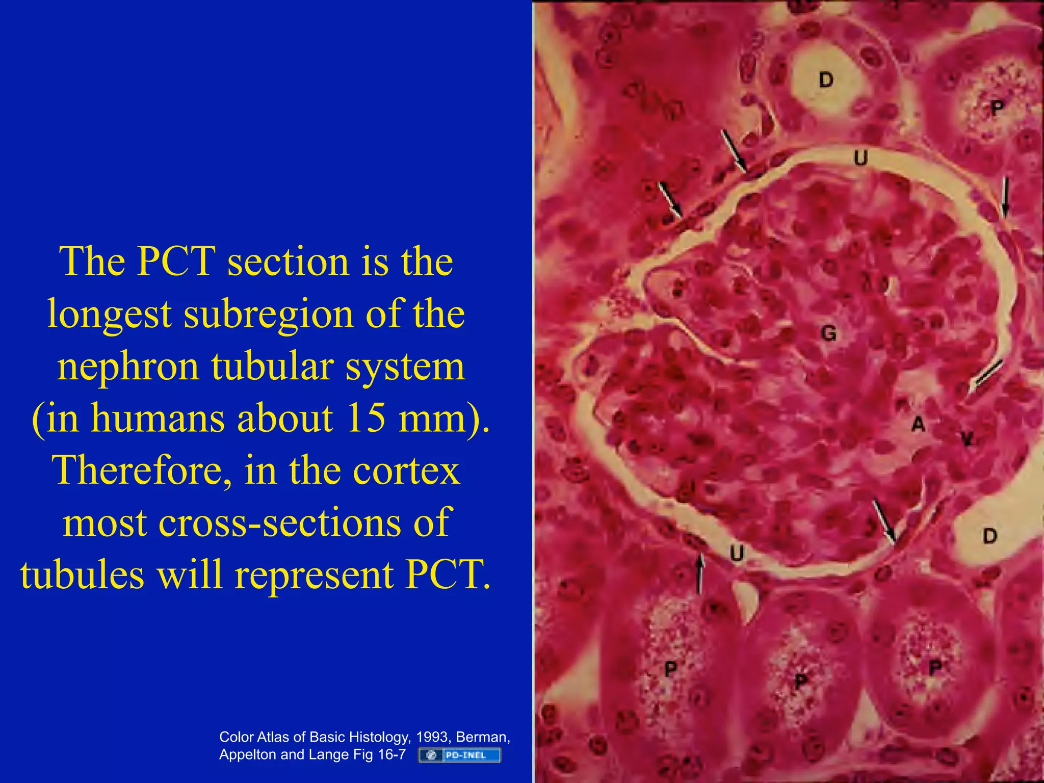 12.08.08: Histology of the Urinary Tract | PDF