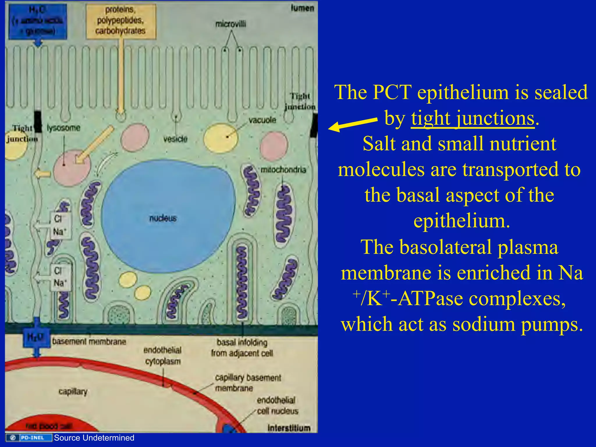 12.08.08: Histology of the Urinary Tract | PDF