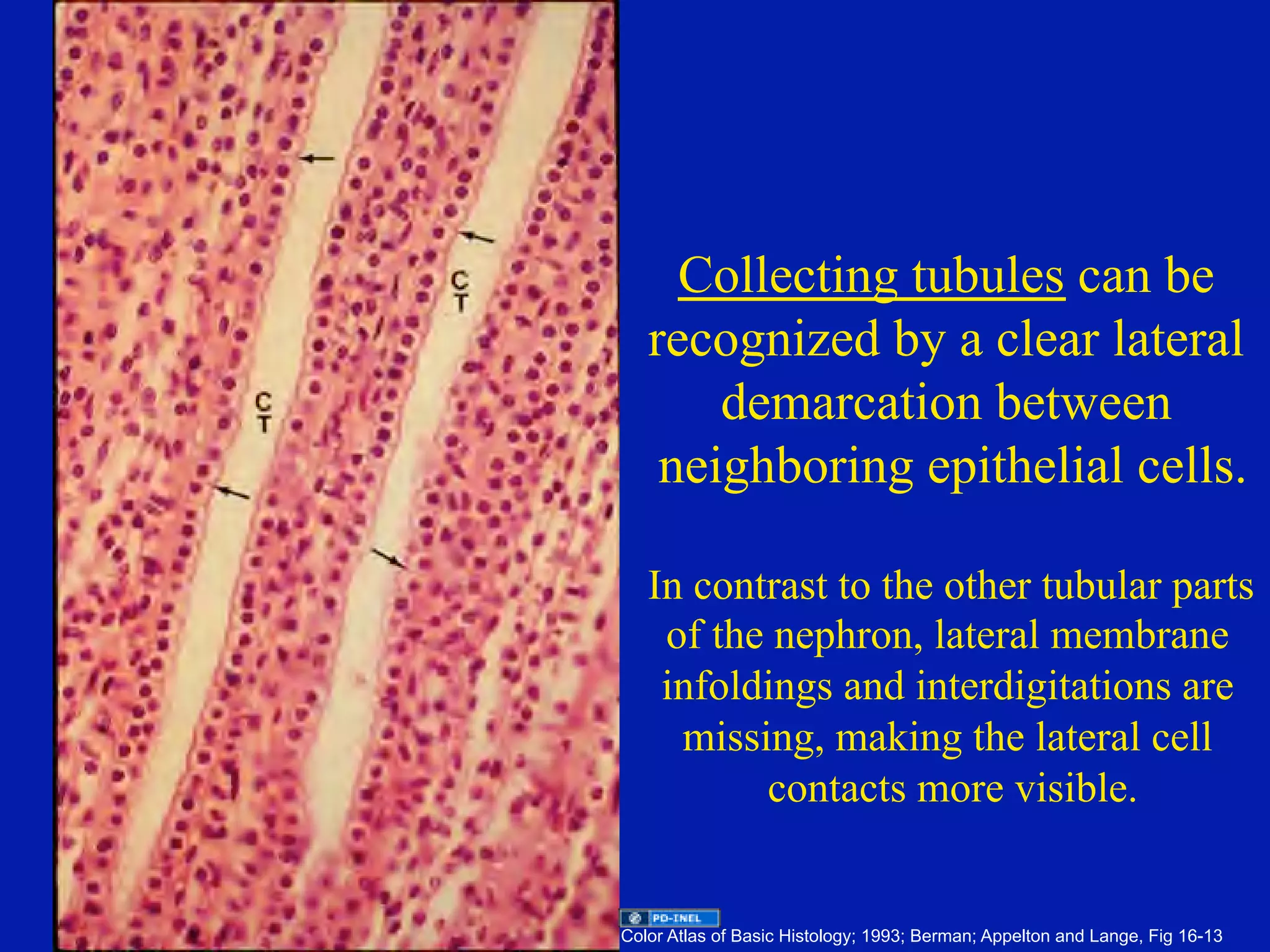 12.08.08: Histology of the Urinary Tract | PDF