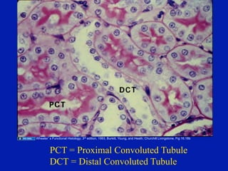 Proximal Convoluted Tubule Histology