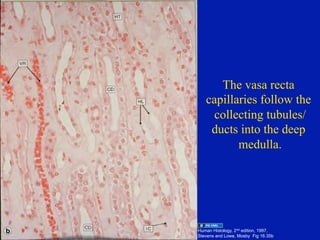 Vasa Recta Histology