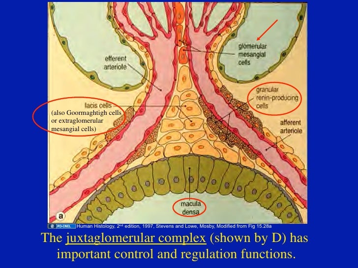 Extraglomerular Mesangial Cells